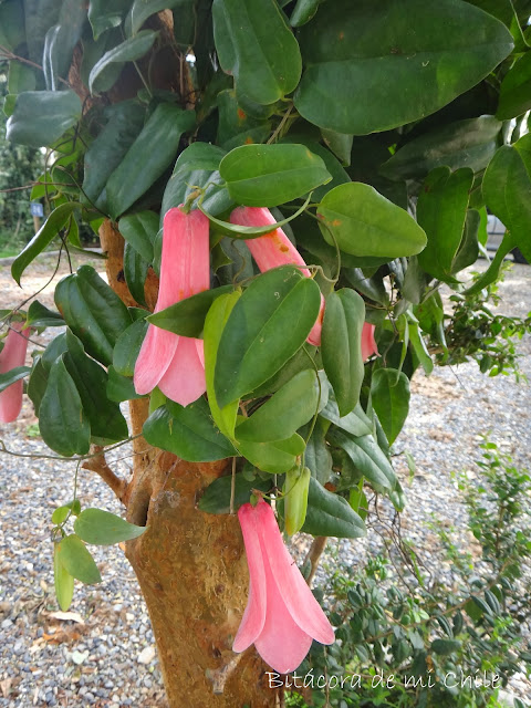 Bitacora de mi Chile: El Copihue