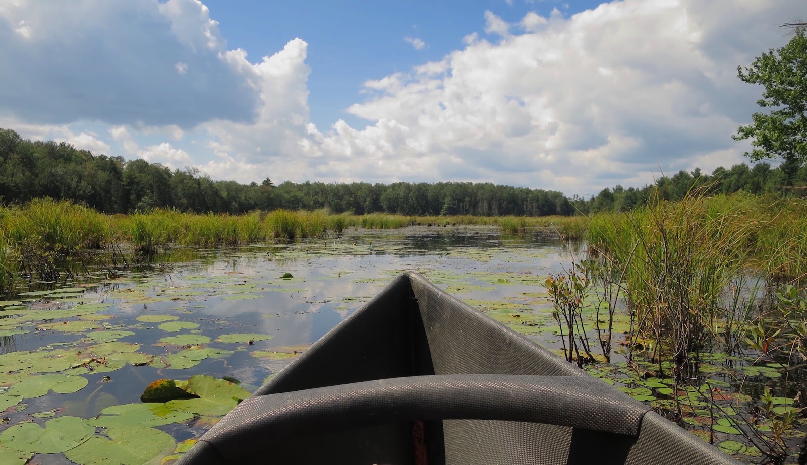 Saratoga woods and waterways: Exploring a (Kind of) Boggy Shore