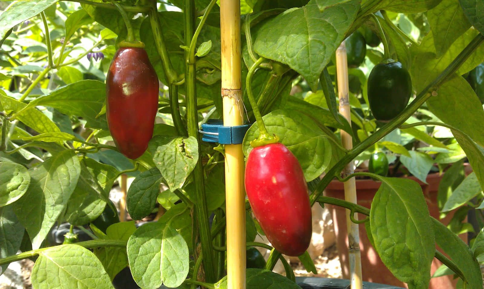 El Rocoto Arequipeño