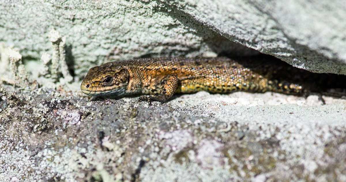 Darley Dale Wildlife: Common Lizard - Flash Lane