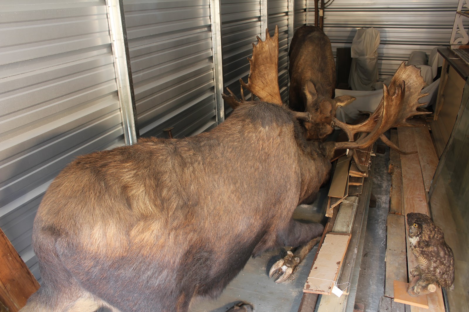 Soapy Smith's Soap Box: Jeff Smith's Parlor restoration: Locked horn ...