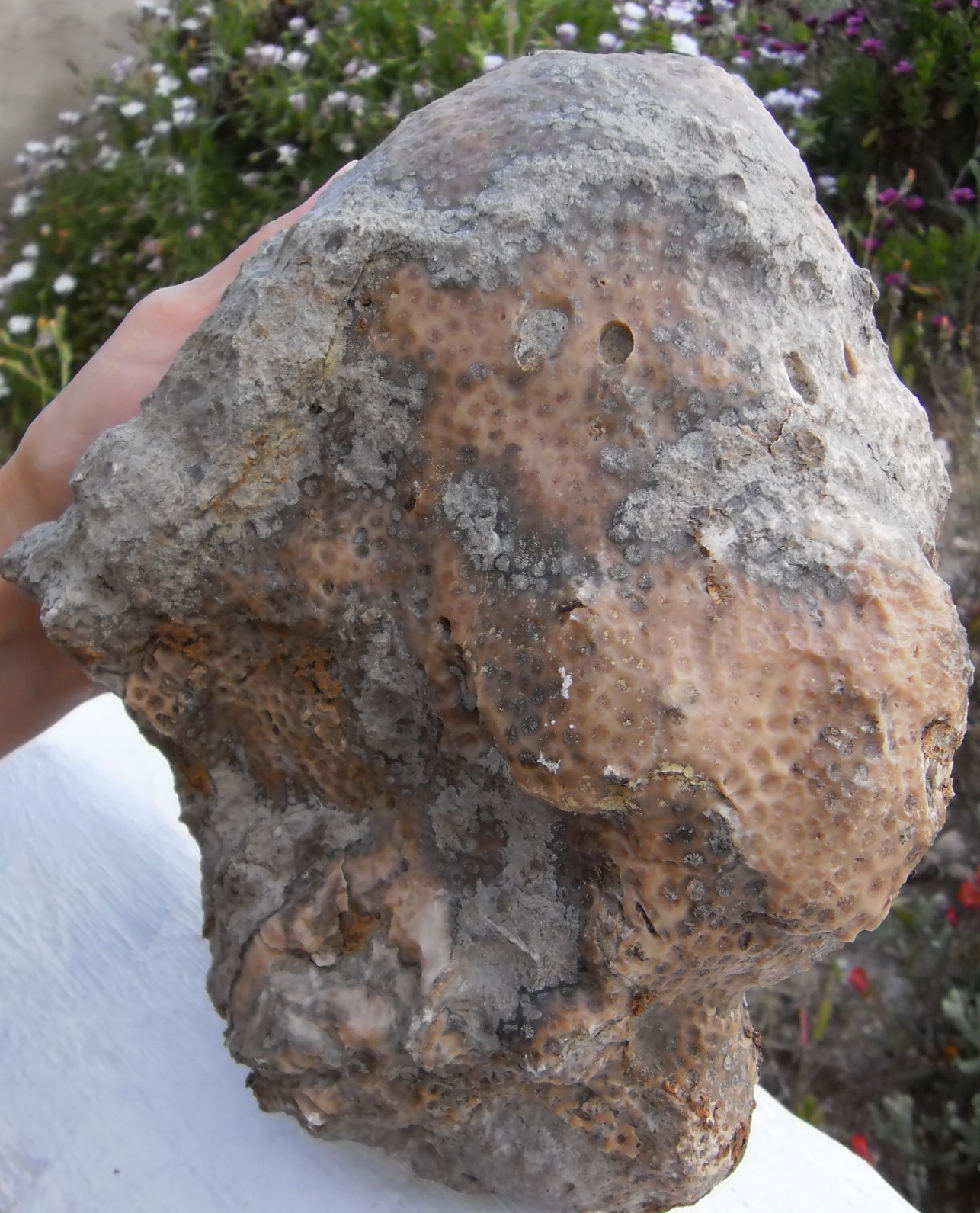 Fossil corals: Fossil corals: Corals, corals,corals...fossils of course