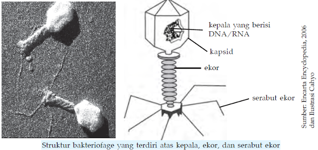 BAKTERIOFAGE (Struktur, Ciri-Ciri, Reproduksi Baktriofage, Hubungan ...