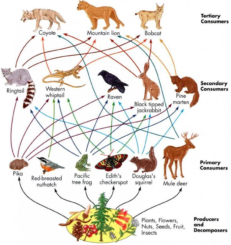 Structure and Functions of Ecosystem ; Biotic Components and Abiotic ...