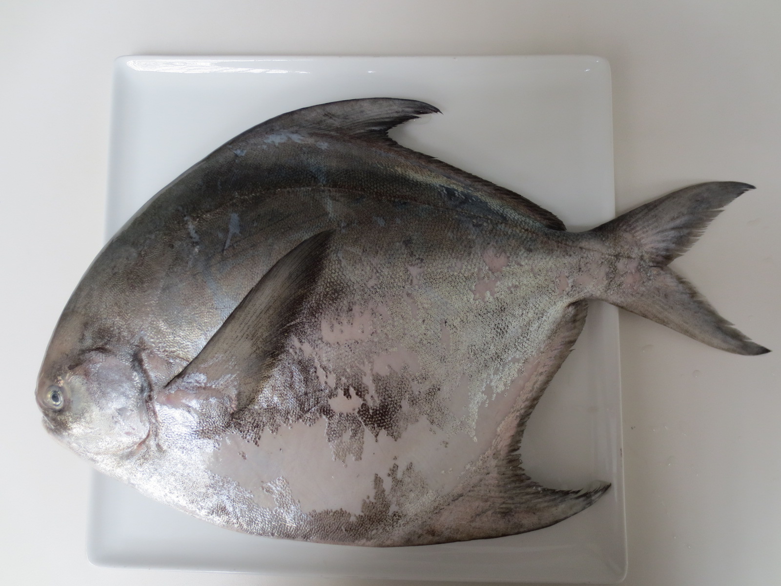 Raymond's Sushi Adventures: Episode #100: Octopus' Garden