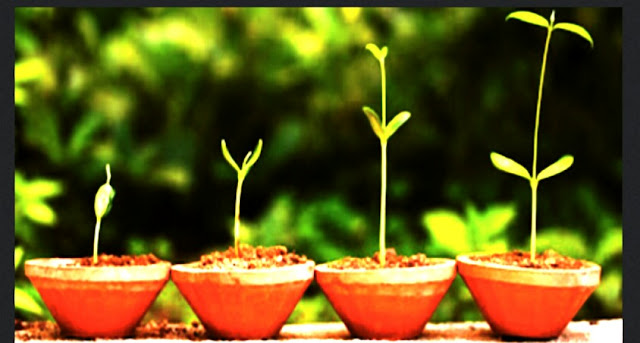 PERTUMBUHAN DAN PERKEMBANGAN TUMBUHAN