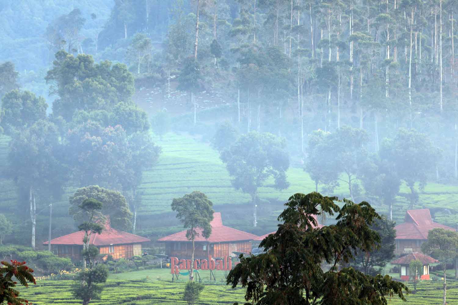 Wisata ke Perkebunan Teh di Bandung, Jawa barat | Beyond Vacation