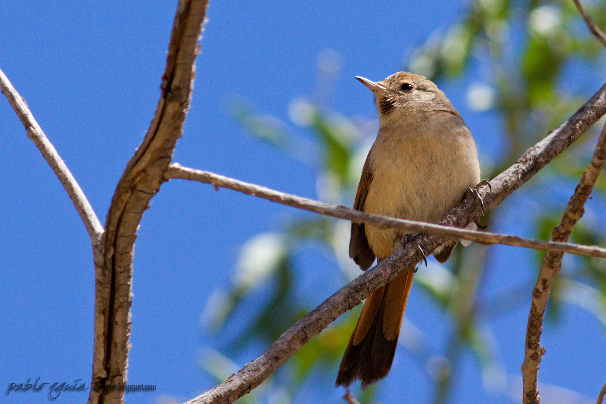 mis fotos de aves: Asthenes dorbignyi Canastero Rojizo Creamy-breasted ...