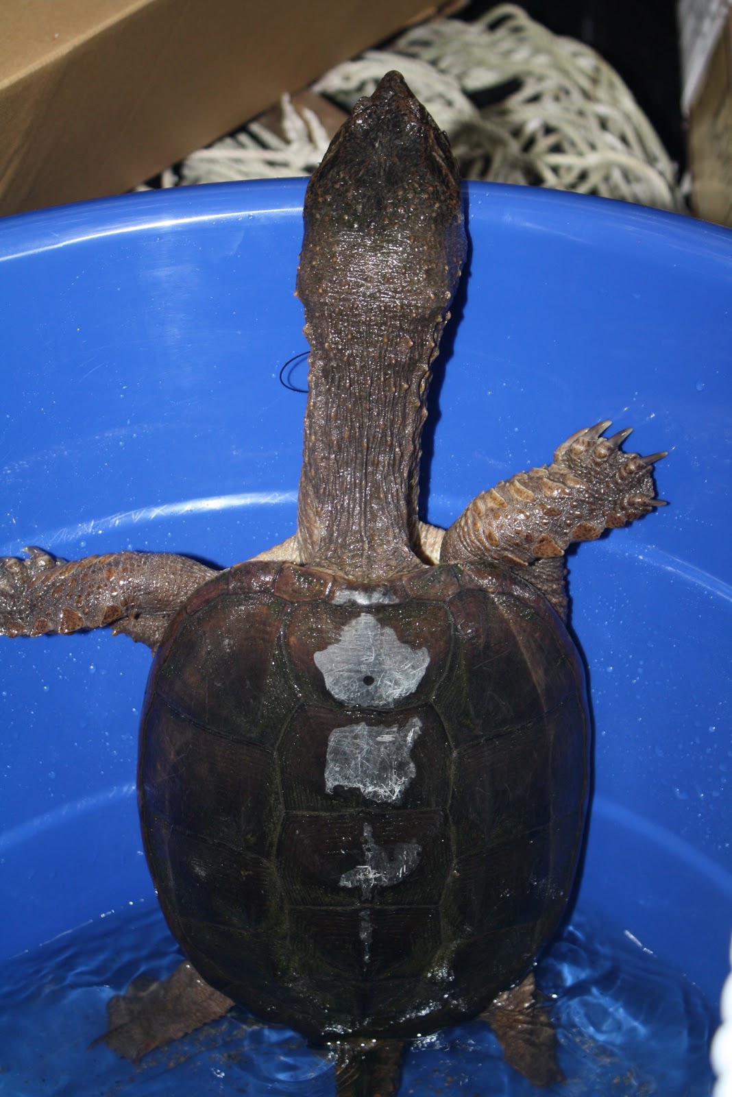 The Maine Outdoorsman: Snapping Turtle Alert!