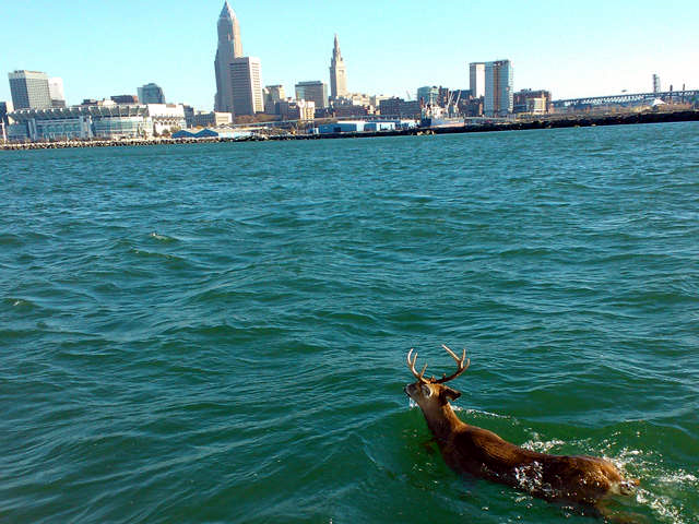 Four legged friends (and enemies): Viewer captures photos of deer ...