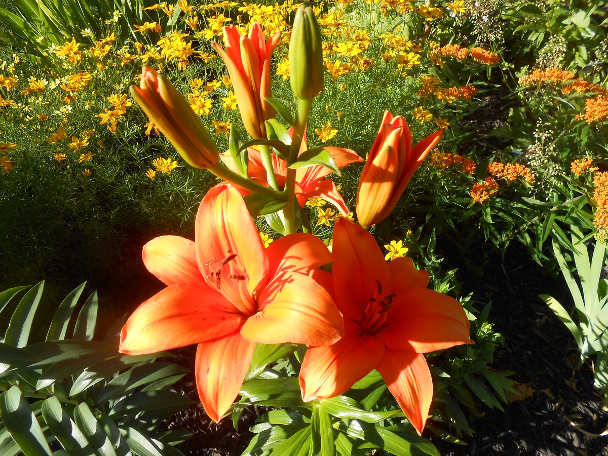 The Lucas Countyan: Consider the lillies ...
