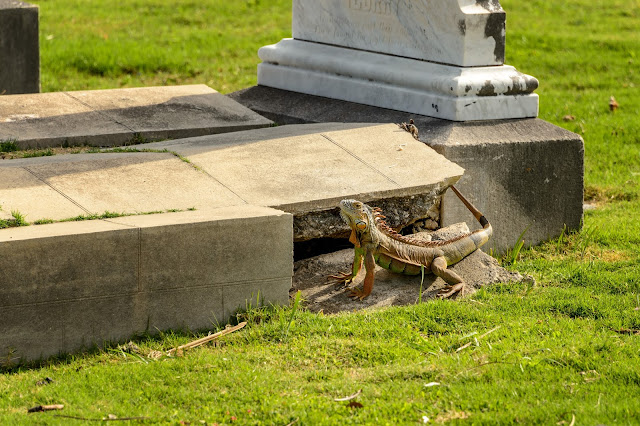 Bubba's Garage: Looking for Iguanas at the Key West Cemetery