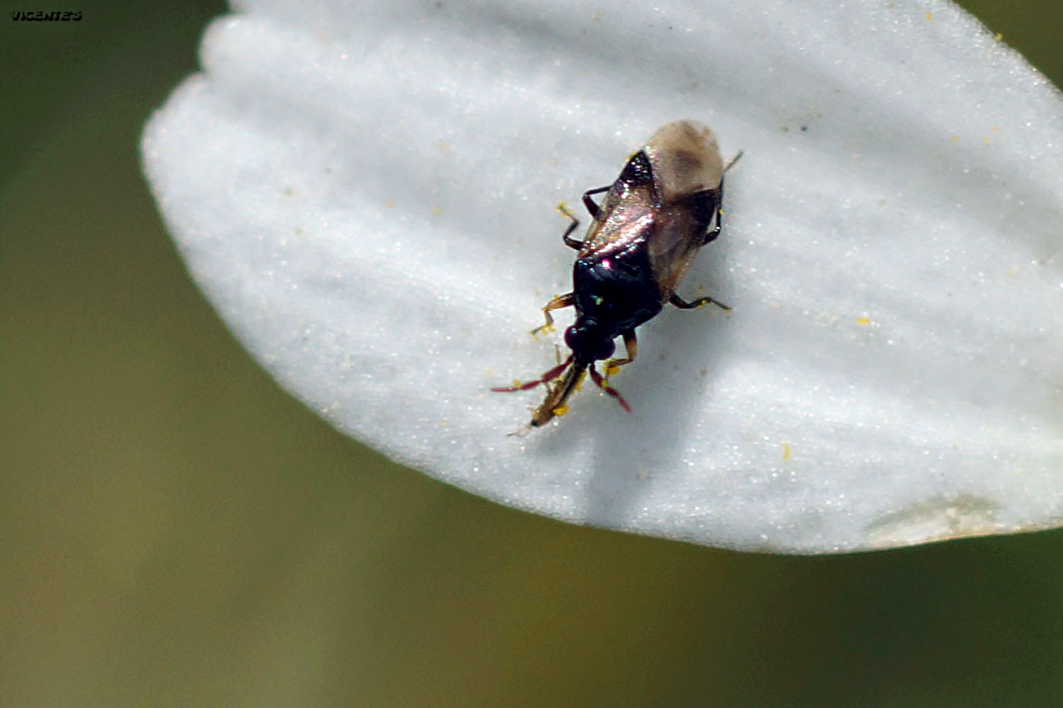 Fauna silvestre de Hormaza: Orius sp.