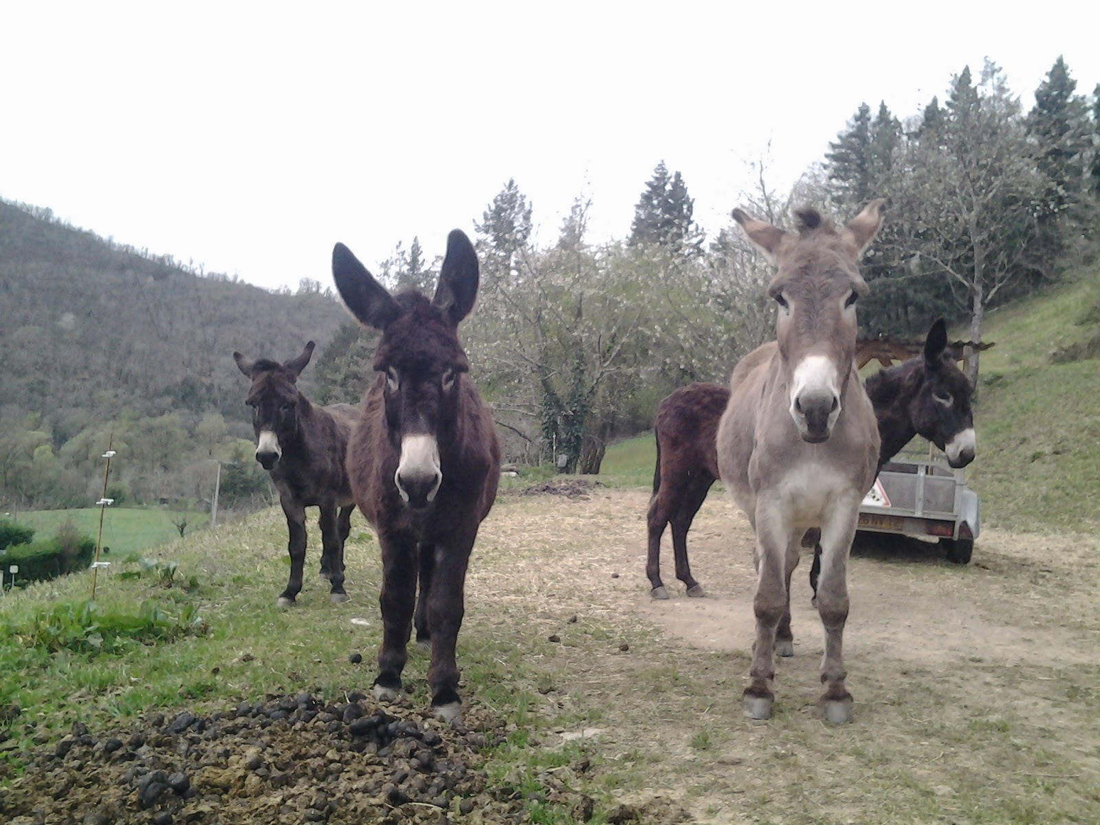 Travelling and Working with Horses: 30 Working donkeys