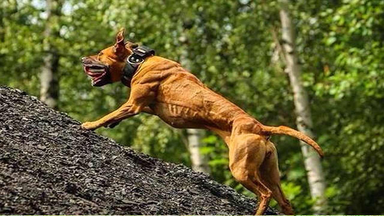 EADD TV / VIDEO CHANNEL: AMERICAN PITBULL TERRIER (El verdadero APBT ...