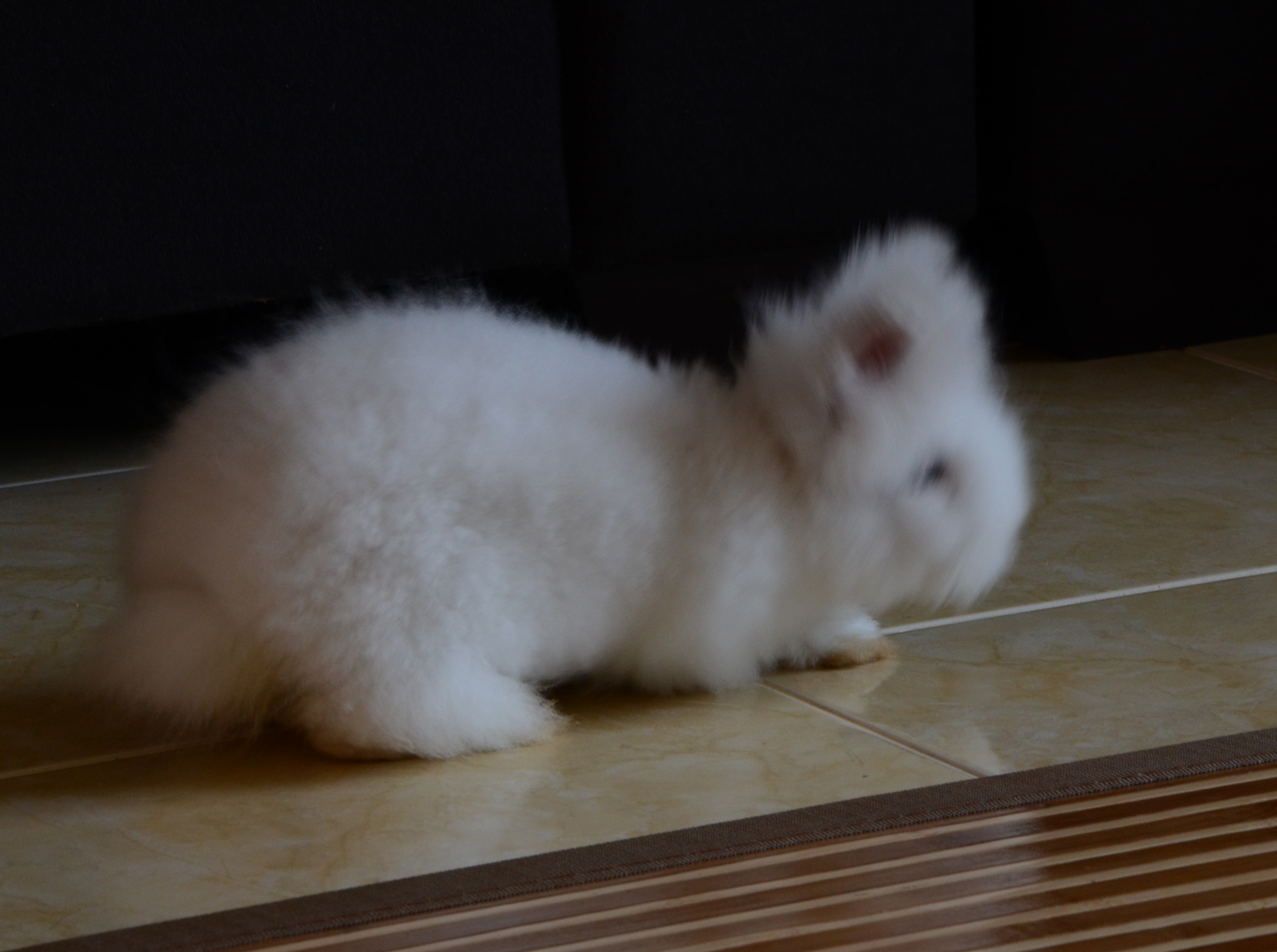 Rabbit Territory: Teddy Bear Rabbit