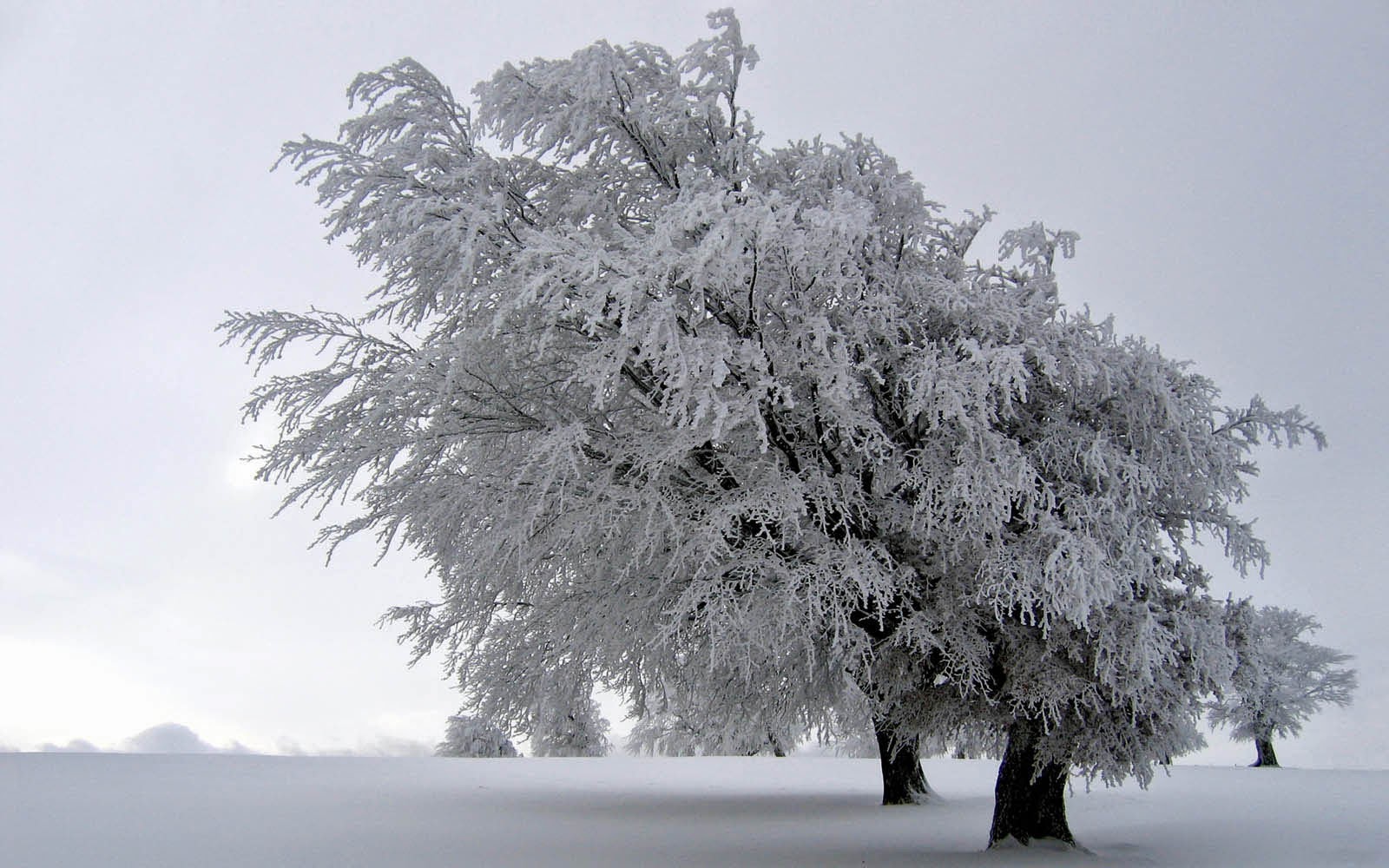 Desktop Wallpapers: Frozen Trees Wallpapers