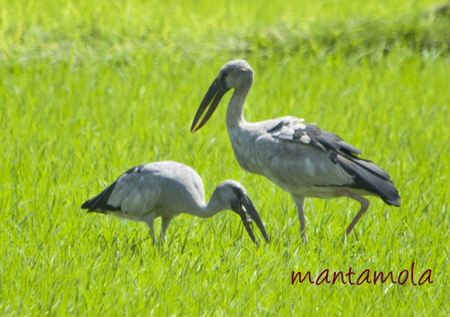 manta blog: Asian Openbill Stork