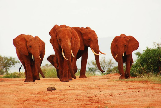 The Red Elephants of Kenya ~ Kuriositas