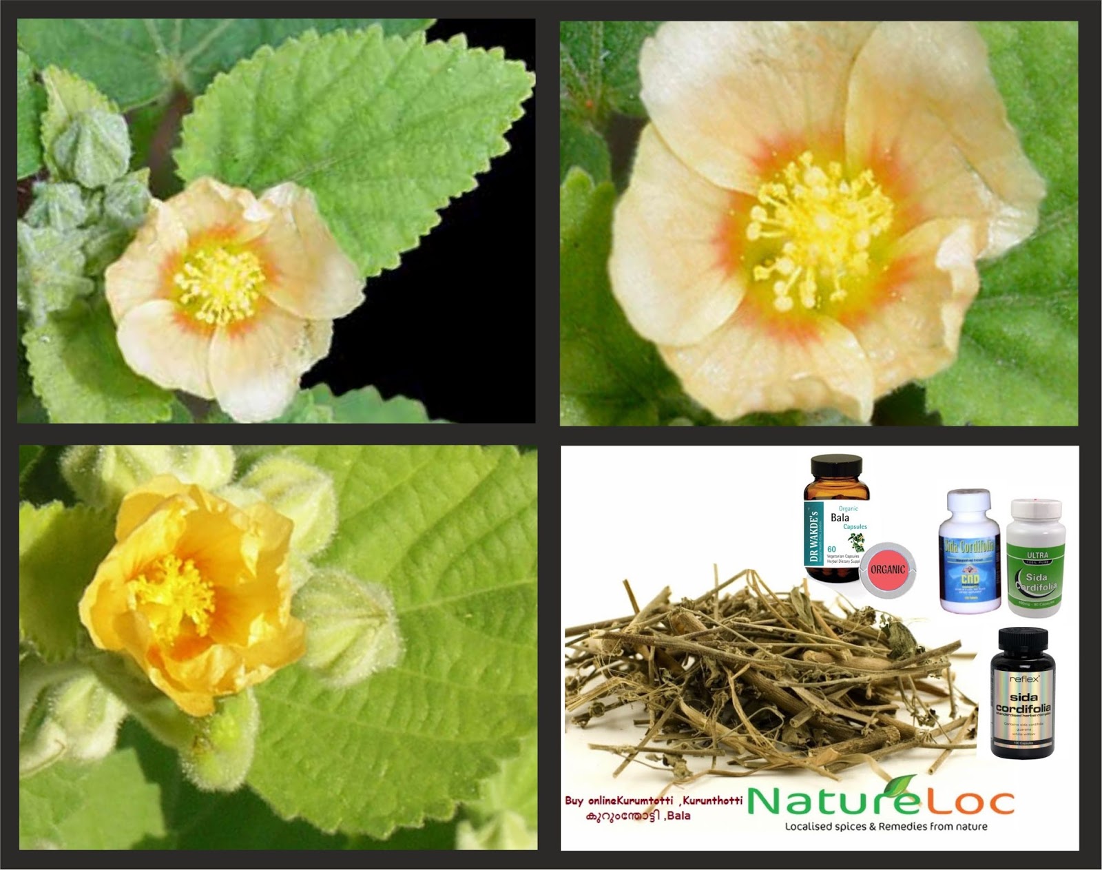 v e r d e c h a c o: Escoba Dura / Afata