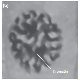 Struktur Inti Sel (Nukleus) dan fungsinya | Biologi and Scinece