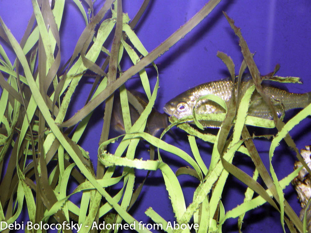 Adorned From Above: Denver Aquarium - Photography Series