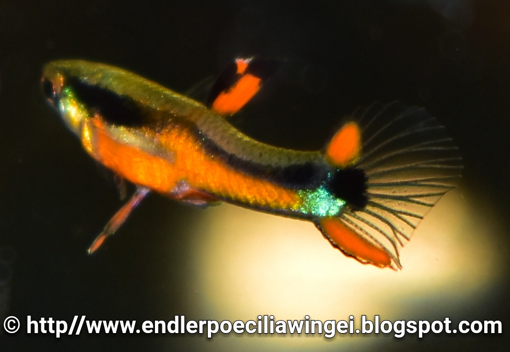ENDLER POECILIA WINGEI Livebearers Cumana Area @endlerpoeciliawingei ...