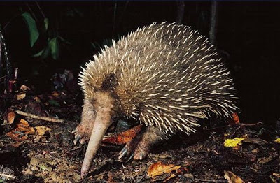 Equidna ~ Animales en Peligro de Extinción