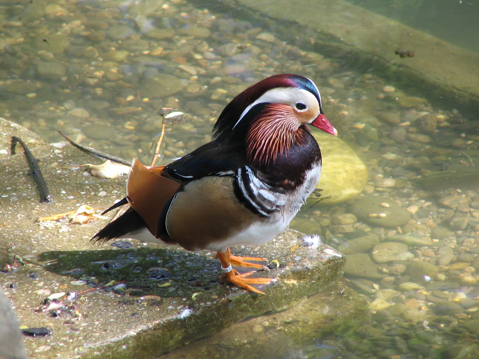 LA MULȚI ANI, ROMÂNIA!: Rata mandarin