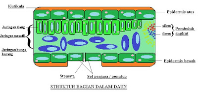 STRUKTUR DAUN DAN FUNGSINYA PADA TUMBUHAN ~ Pengetahuan Umum