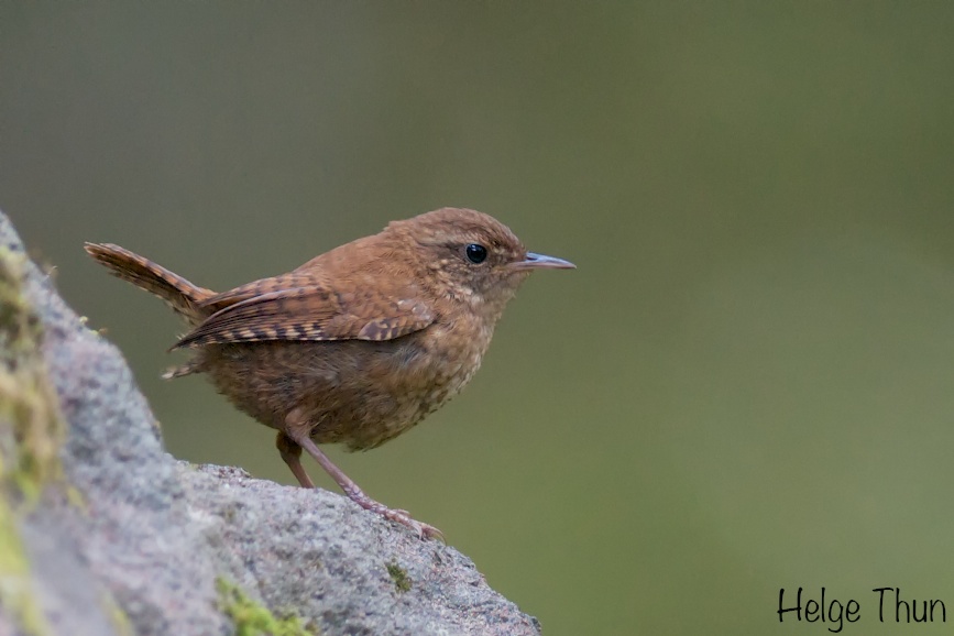 Helge Thun's fotoblogg: Flere fuglebilder av småfugler