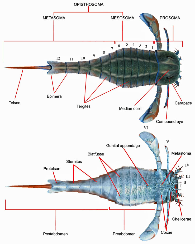 Written In Stone...seen through my lens: The Eurypterid "Eurypterus ...