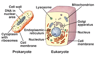 mikrobiologi-fikri: ORGANISASI SEL