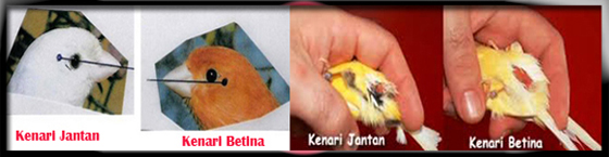 Membedakan Jenis Kelamin Burung Kenari | Kenari Pemula