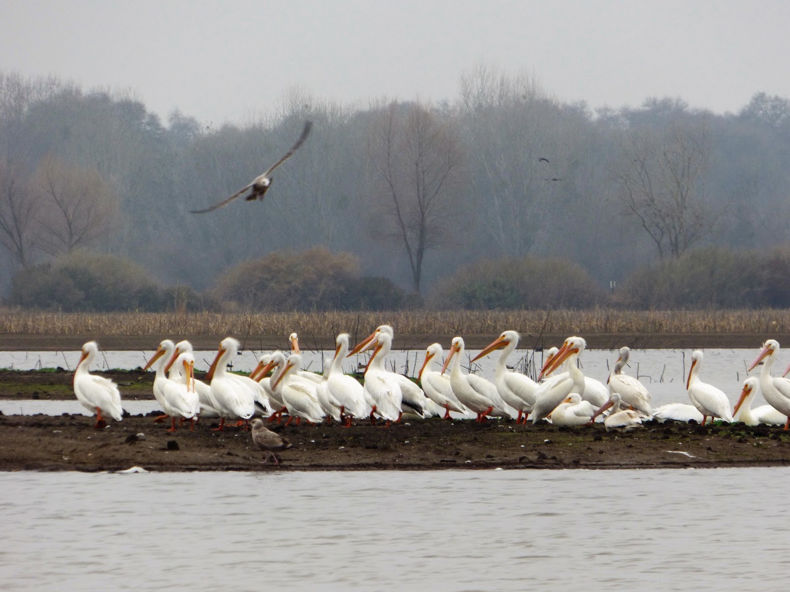 Geotripper's California Birds: Strange Looking "Geese" at Goose Day on ...
