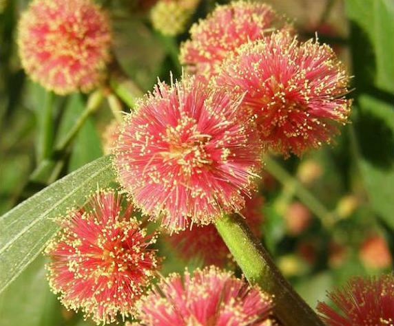 Flowering Petals: Acacia
