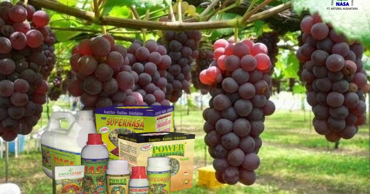 Budidaya Tanaman Anggur - Mely Nasa Shop