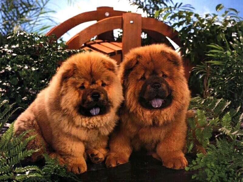 Cusco No quiero unir perro de leon Citar No haga A bordo