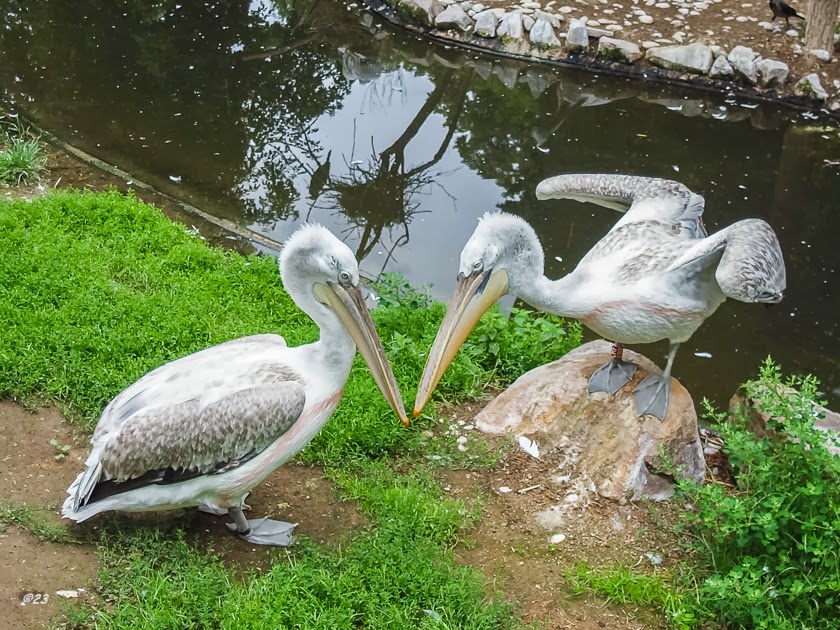 Foto: Pelicanul cret (Pelecanus crispus)