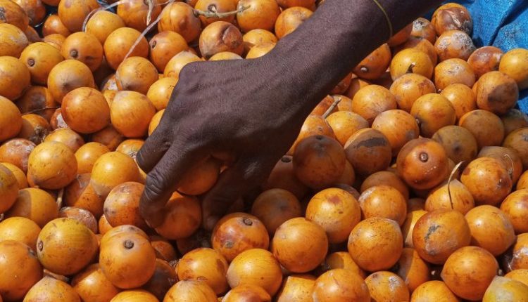 Agbalumo lowers blood sugar, cholesterol – expert | Nigerian News ...