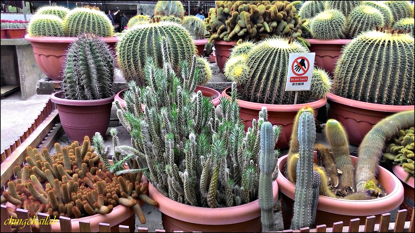 Simple Living In Nancy: Cactus Farm At Cameron Highlands.