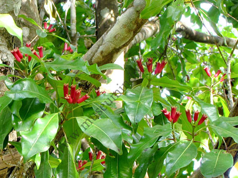 Tradisional Sehat: Khasiat Cengkeh