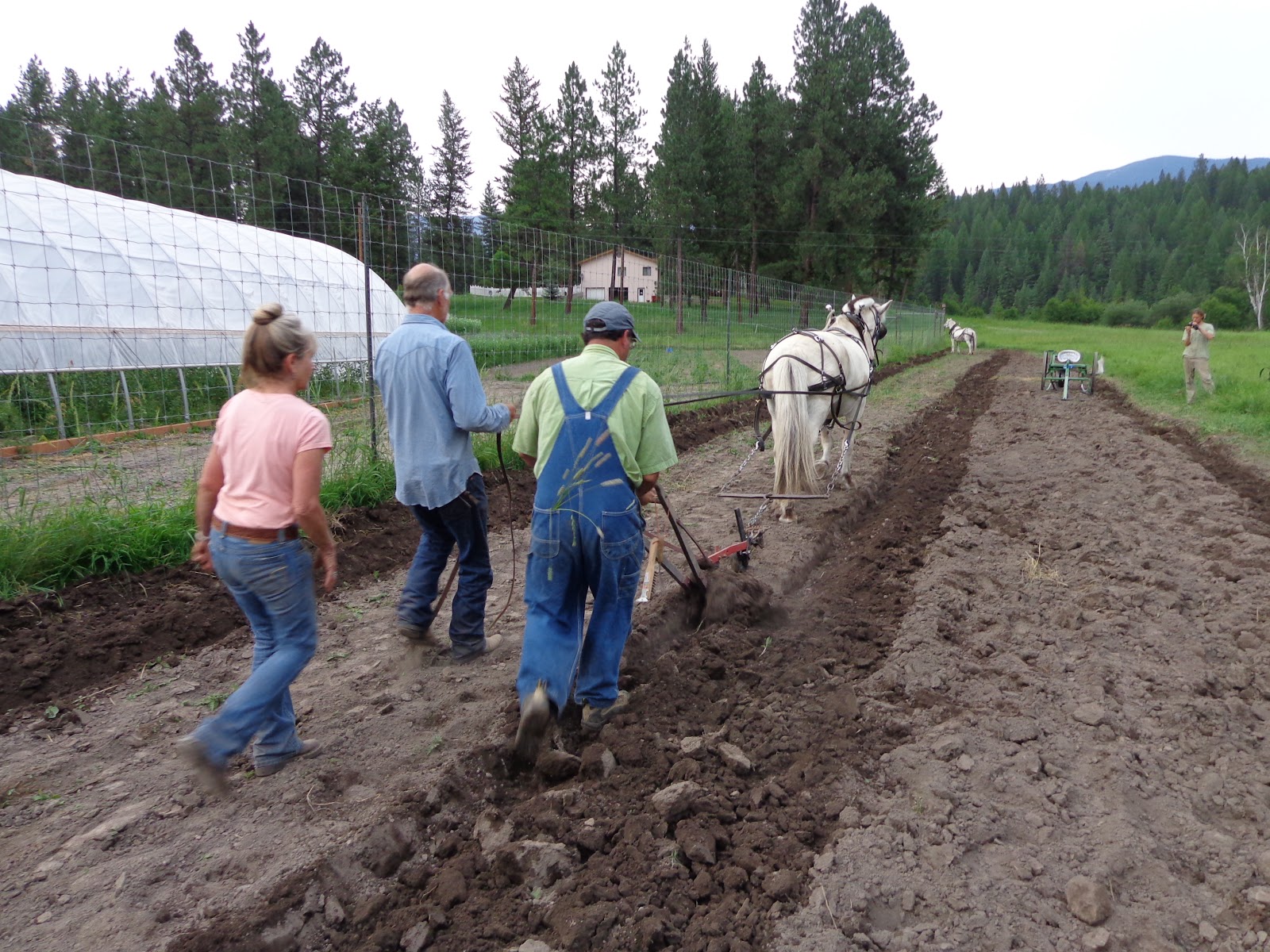 Doc Hammill Horsemanship Videos and Workshops: Horse Drawn Plows and ...