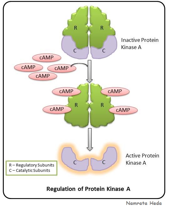 B For Biology Signal Transduction Pathway The Camp Pathway