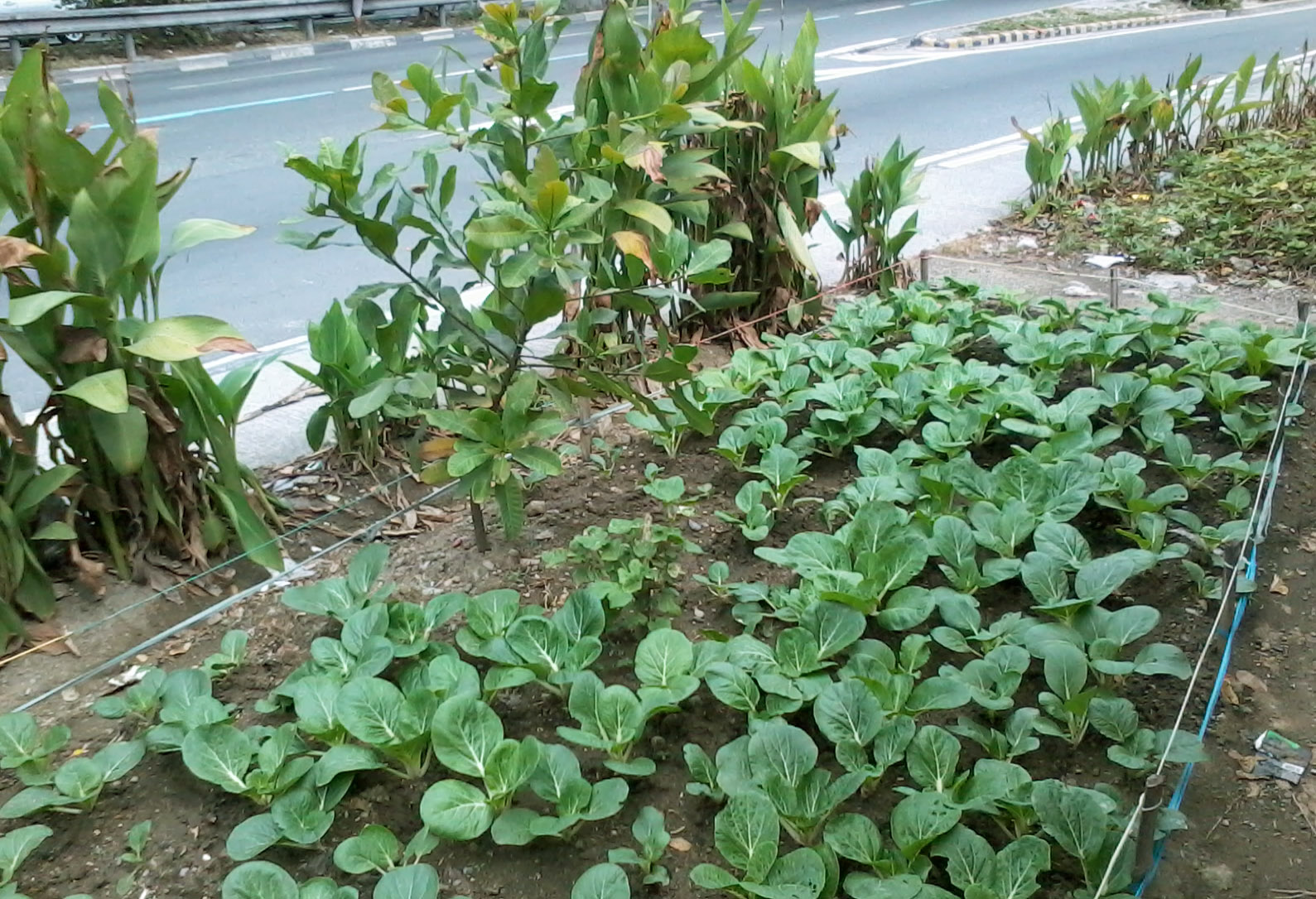 urban gardening: Green Leafy Pechay Garden Beside C5 Road