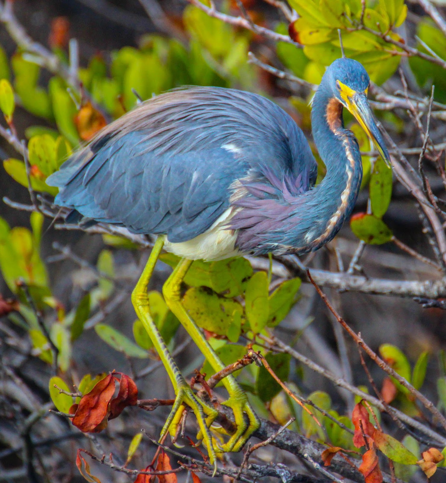 Cannundrums: Tricolored Heron