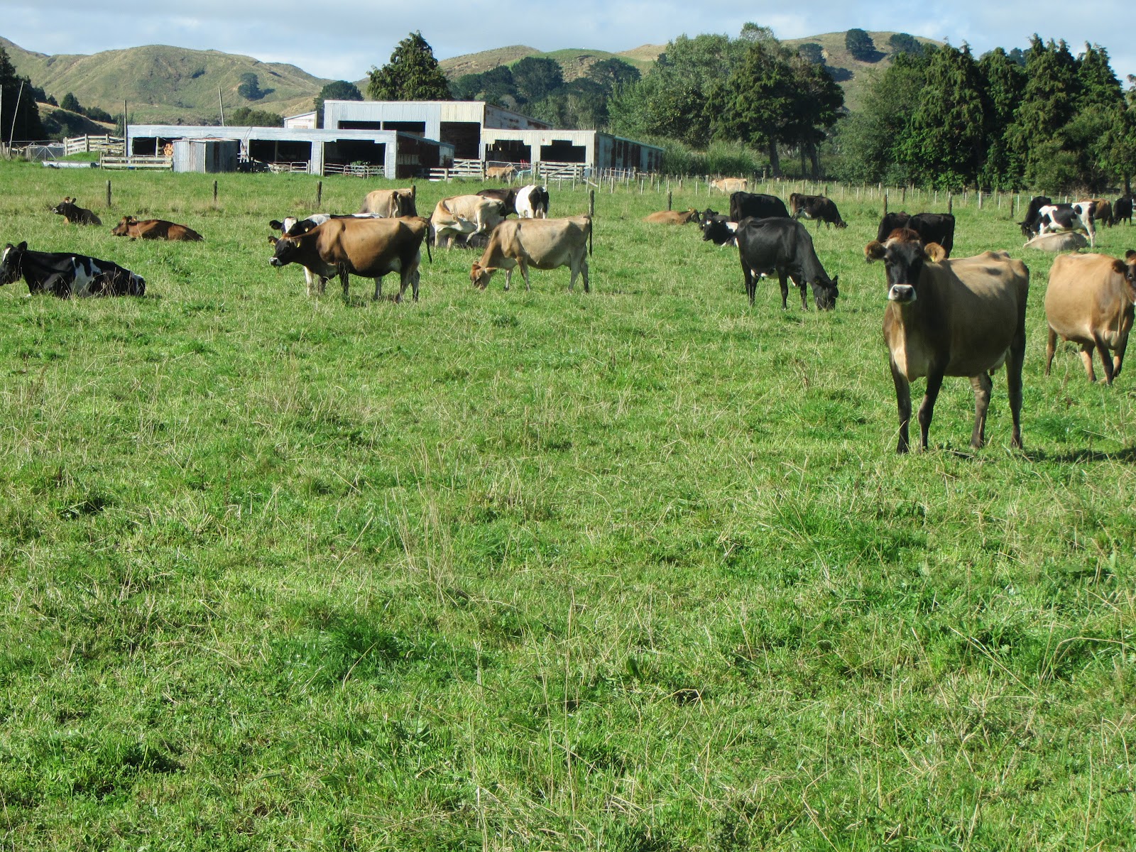 Pasture to Profit: If You Don’t Measure You Can’t Control...Basic ...