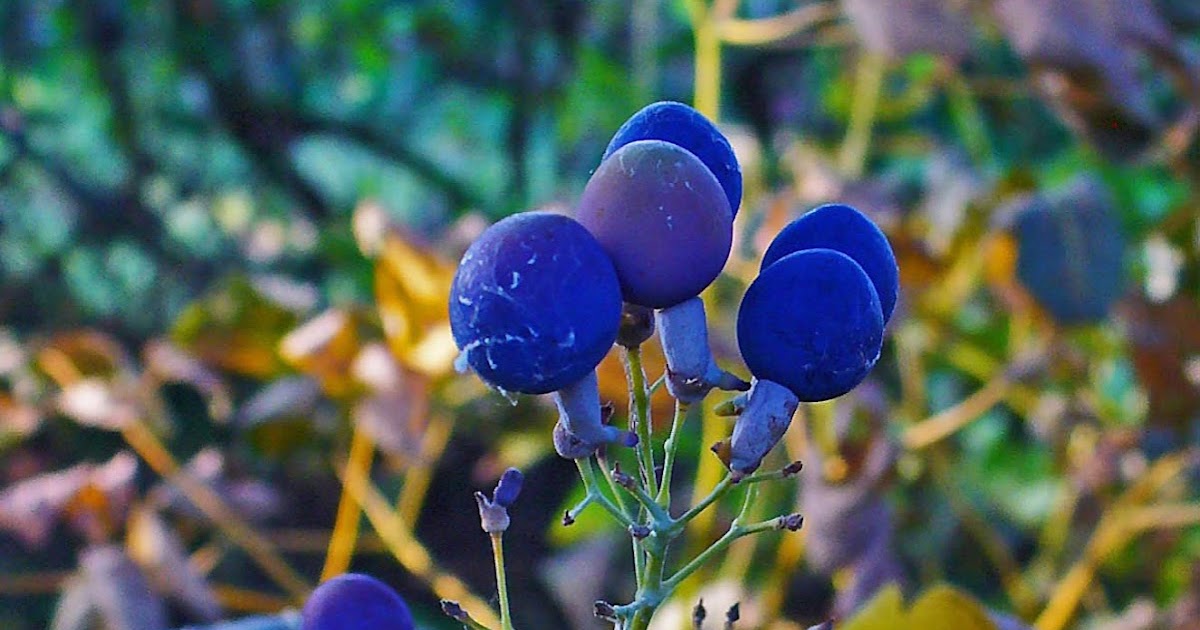 Trees Planet: Caulophyllum thalictroides - Blue Cohosh