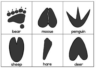 Colors and Kindergarten: My Science Journal: Polar Animals