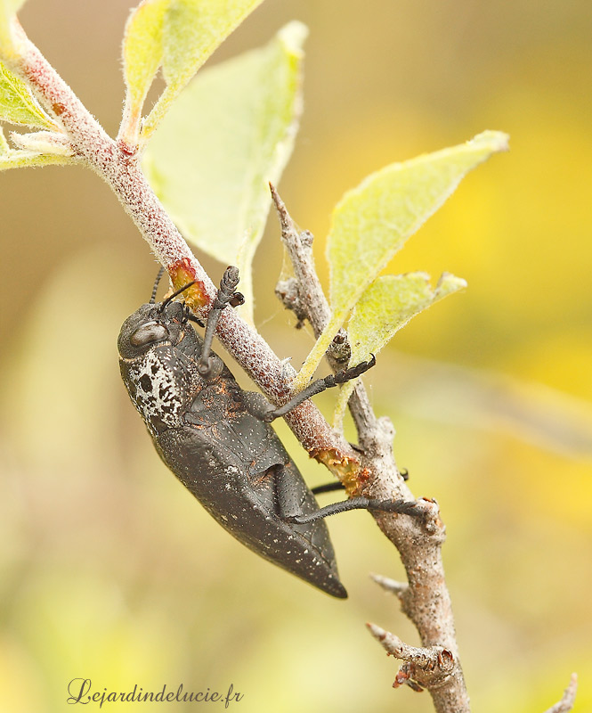 Capnodis tenebrionis, un Buprestidae.